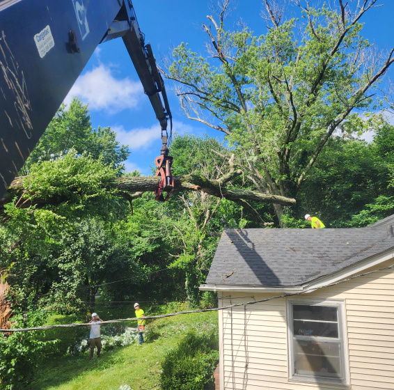 Tree Removal Scottsville, KY | Call For a Free Estimate